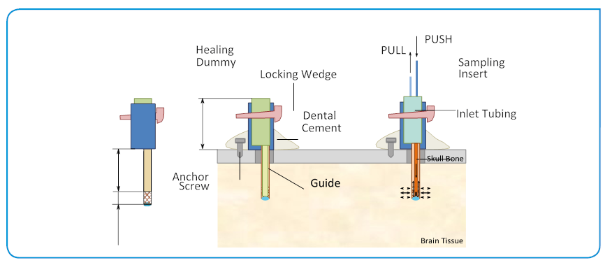 BASi® | Cocentric OFM Guide and Dummy for Brain Tissue